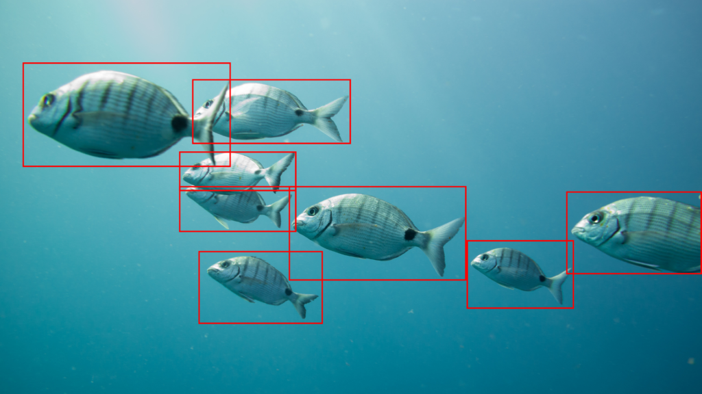 （2024年2月9日時点）魚検出のためのデータセットまとめ | AgriTech Lab